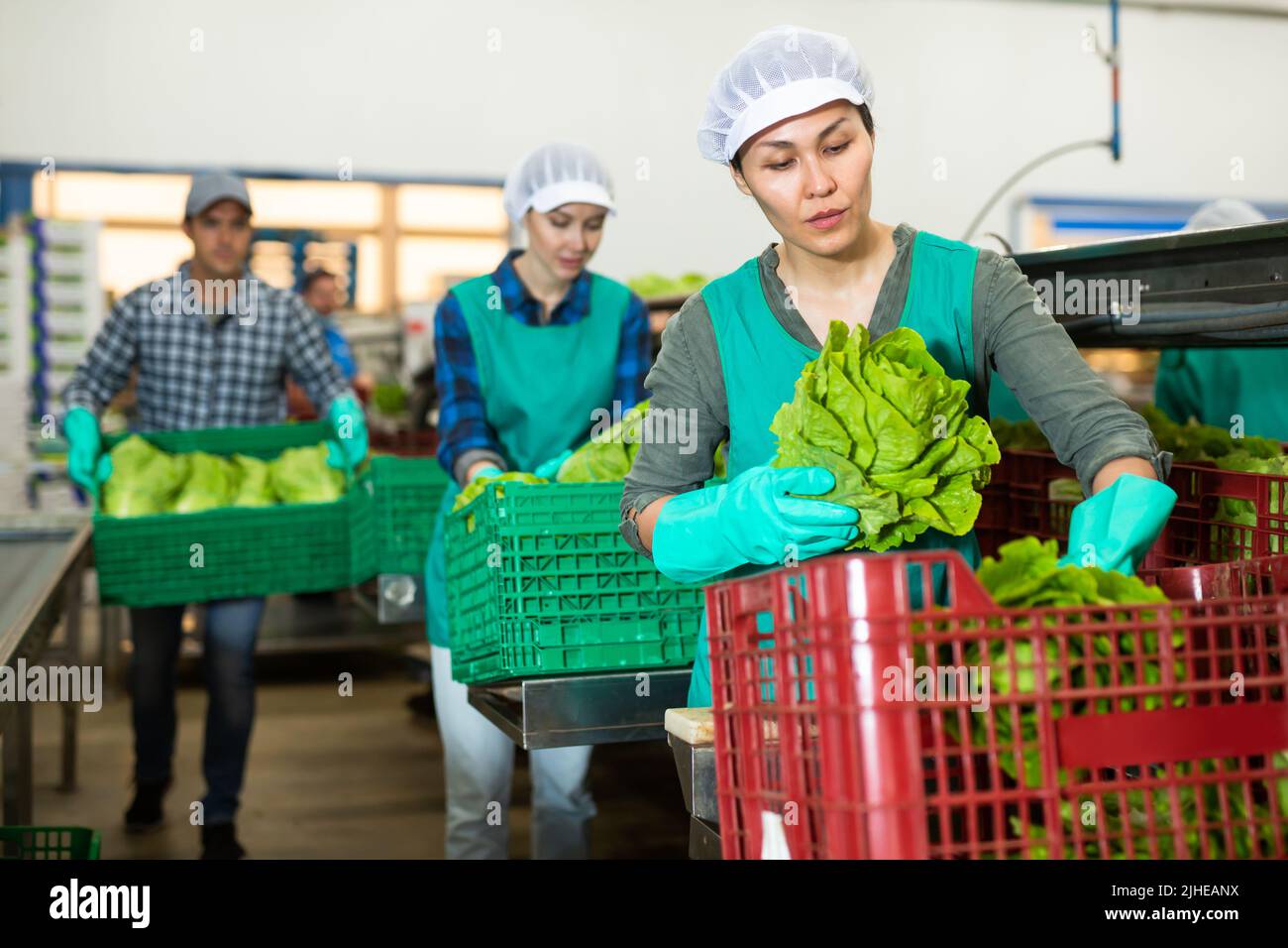 Asian woman sorting lettuce with a team of workers on vegetable factory ...