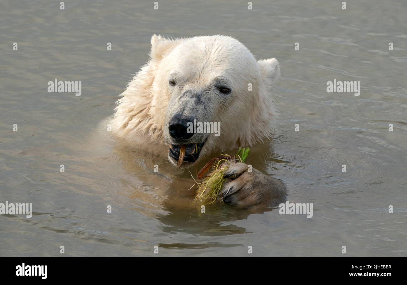 A polar bear at the Yorkshire Wildlife Park in Doncaster keeps cool in ...