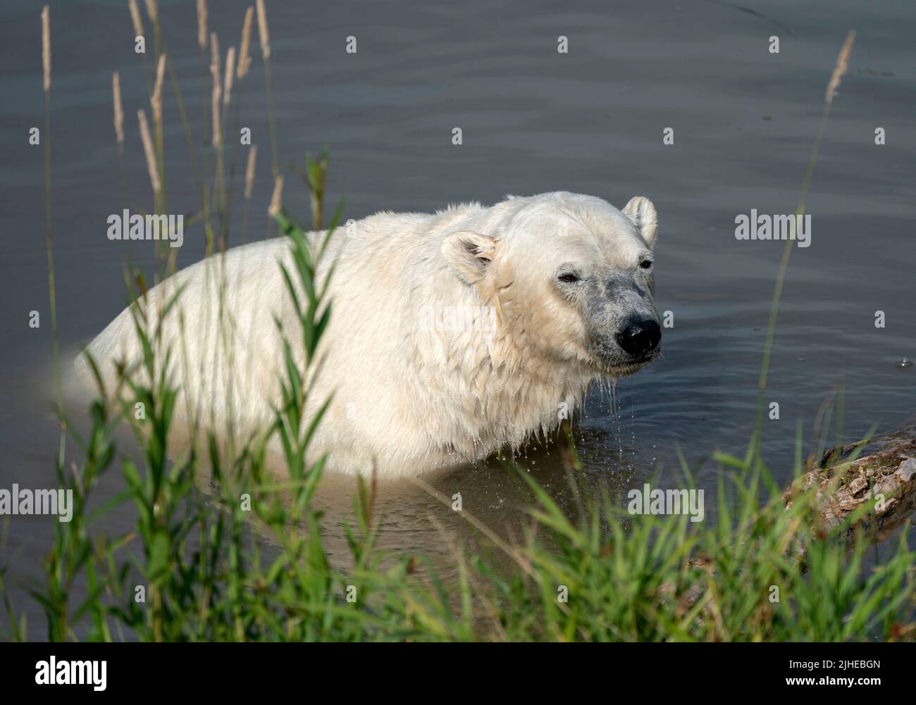 A polar bear at the Yorkshire Wildlife Park in Doncaster keeps cool in ...