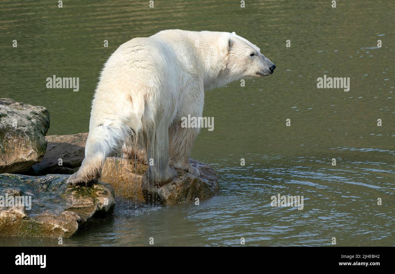 A polar bear at the Yorkshire Wildlife Park in Doncaster keeps cool in ...
