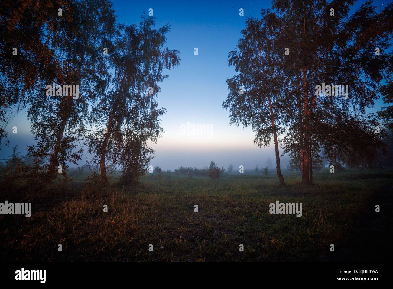 Illuminated birch trees at night hi-res stock photography and images ...