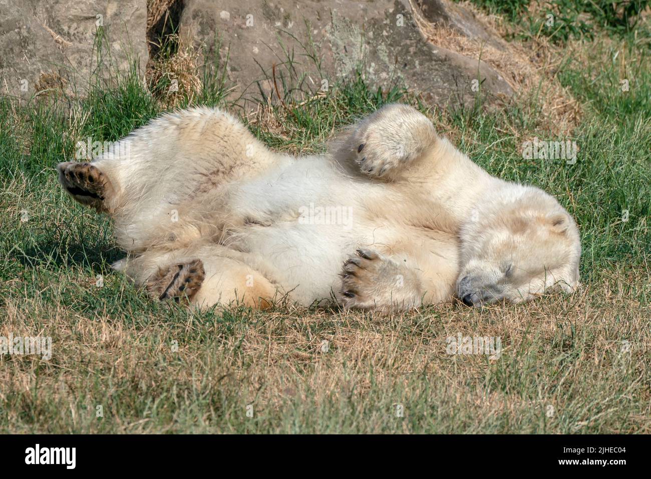 A polar bear at the Yorkshire Wildlife Park in Doncaster keeps cool in ...