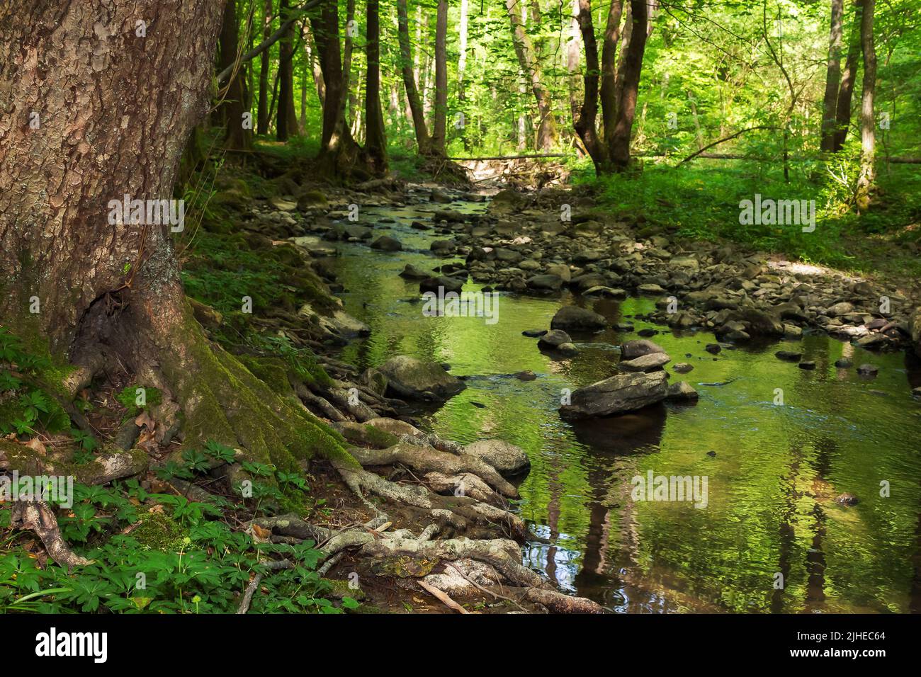 water stream in carpathian beech woods. deep forest in dappled light ...