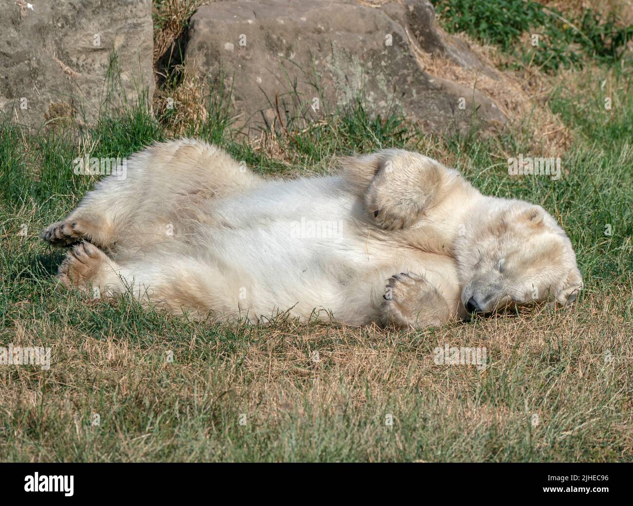 A polar bear at the Yorkshire Wildlife Park in Doncaster, rolls in the ...