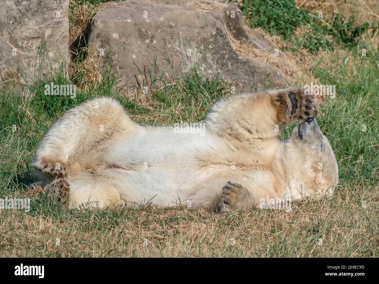 A polar bear at the Yorkshire Wildlife Park in Doncaster keeps cool in ...