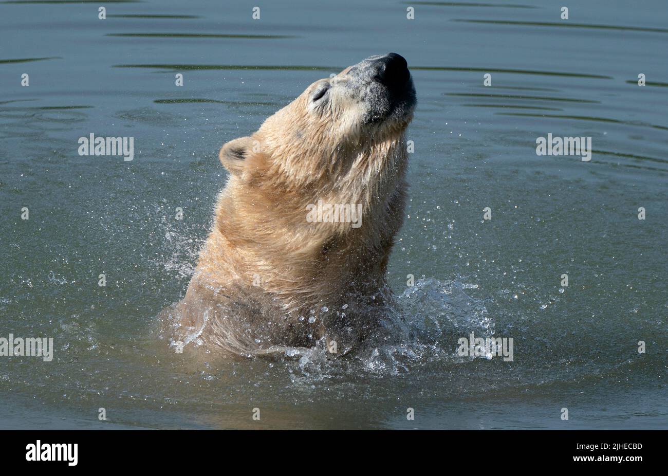 A polar bear at the Yorkshire Wildlife Park in Doncaster keeps cool in ...