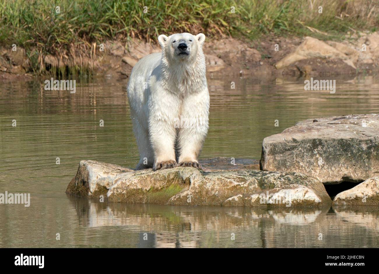 A polar bear at the Yorkshire Wildlife Park in Doncaster, as the park ...