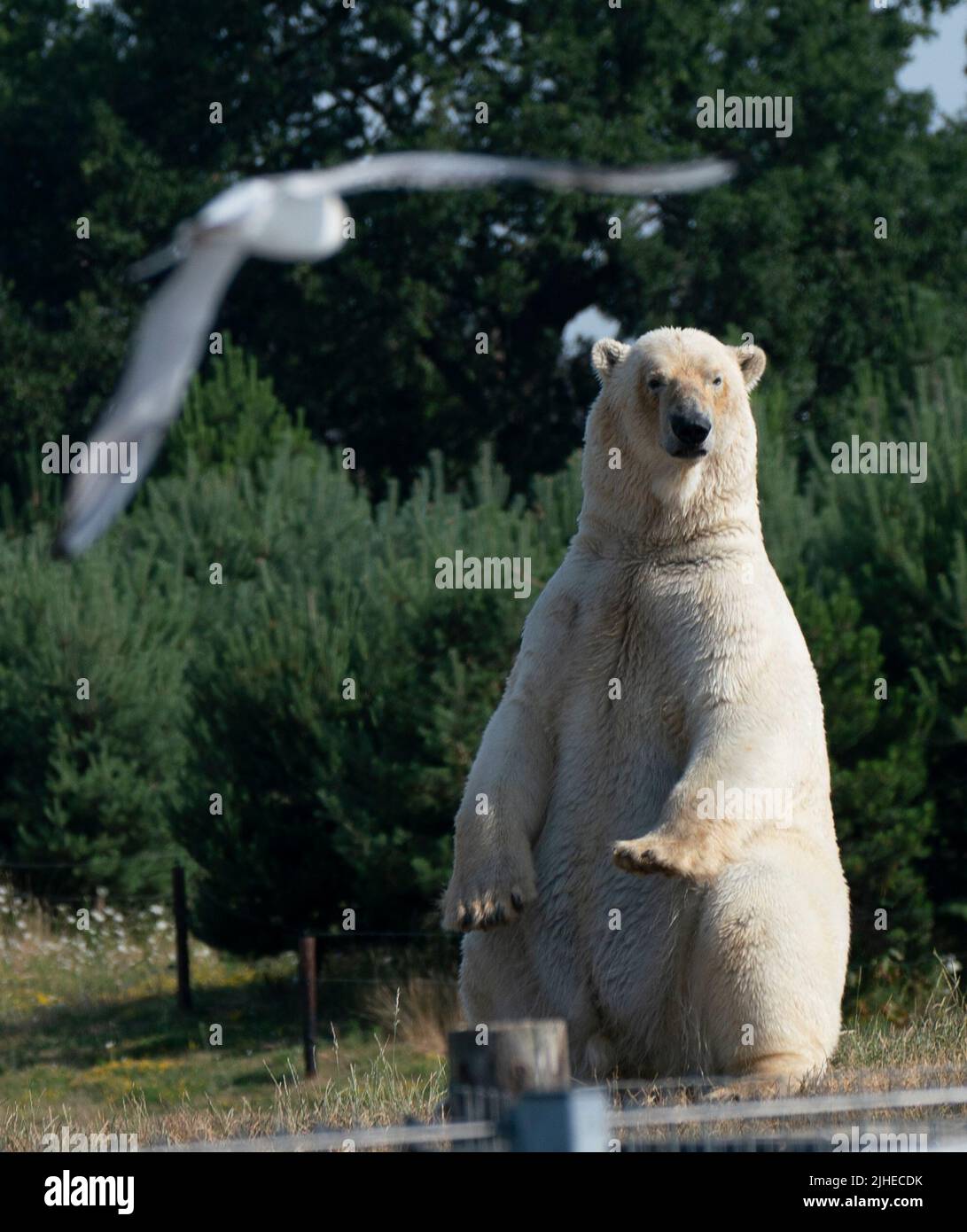 A polar bear at the Yorkshire Wildlife Park in Doncaster, as the park ...