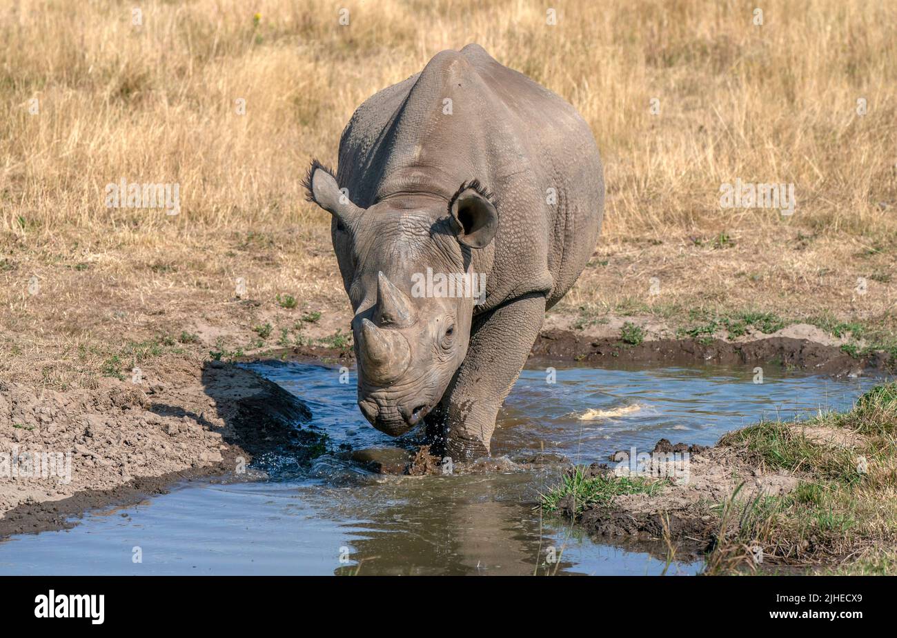A polar bear keep cool at the Yorkshire Wildlife Park in Doncaster, as ...