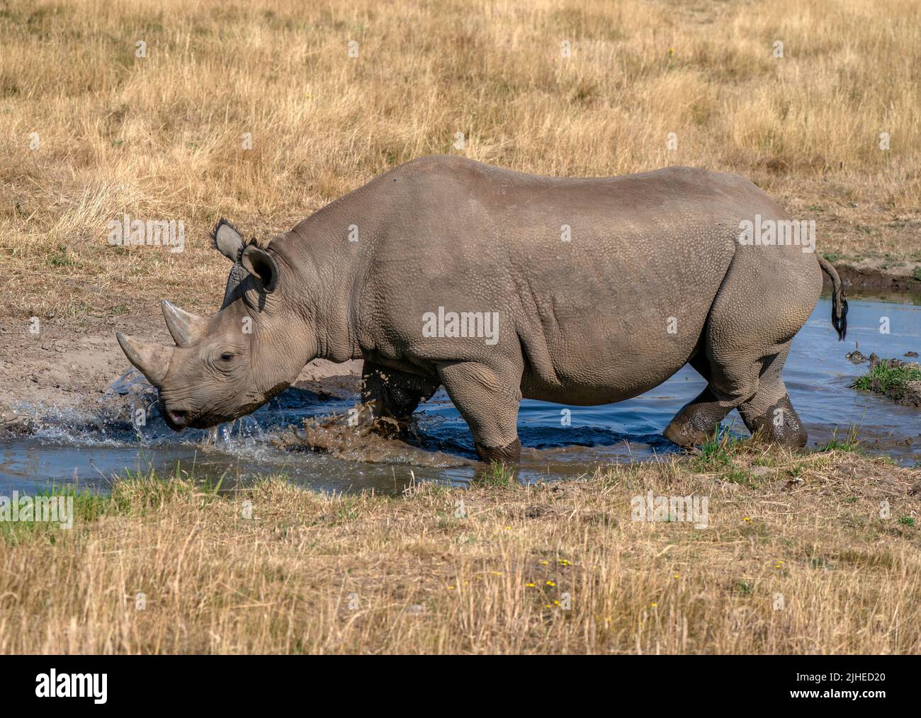 A polar bear keep cool at the Yorkshire Wildlife Park in Doncaster, as ...