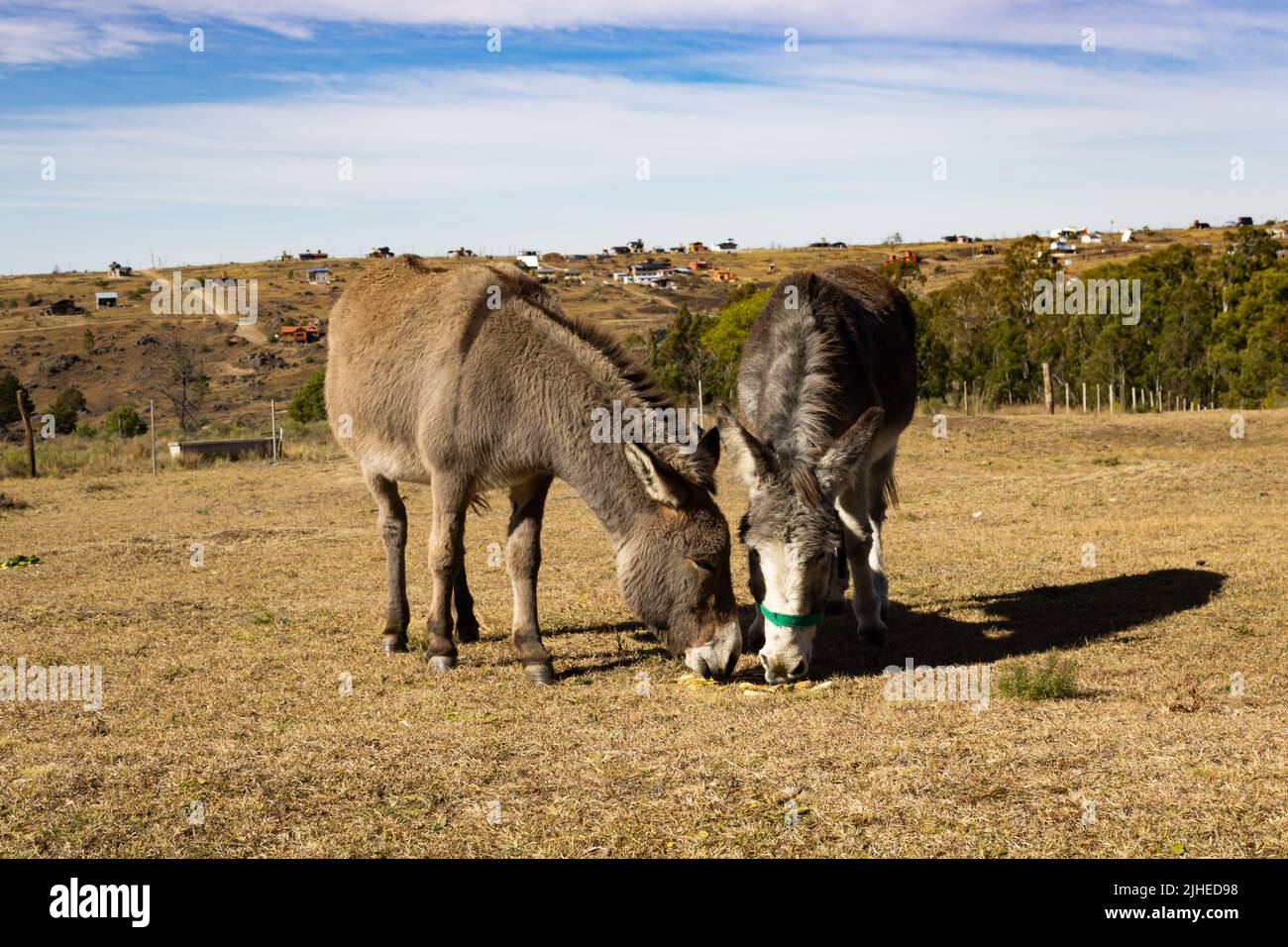 Portrait of two donkeys grazing in Calamuchita Valley, Cordoba ...