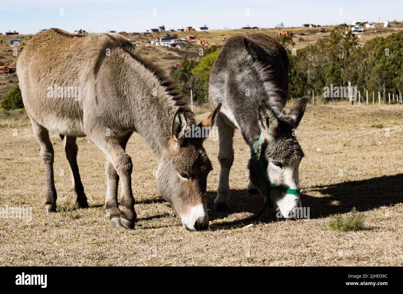 Portrait of two donkeys grazing in Calamuchita Valley, Cordoba ...