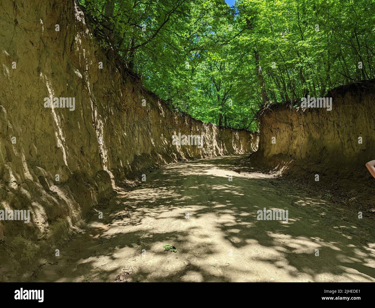 A long road in the green forest Stock Photo - Alamy