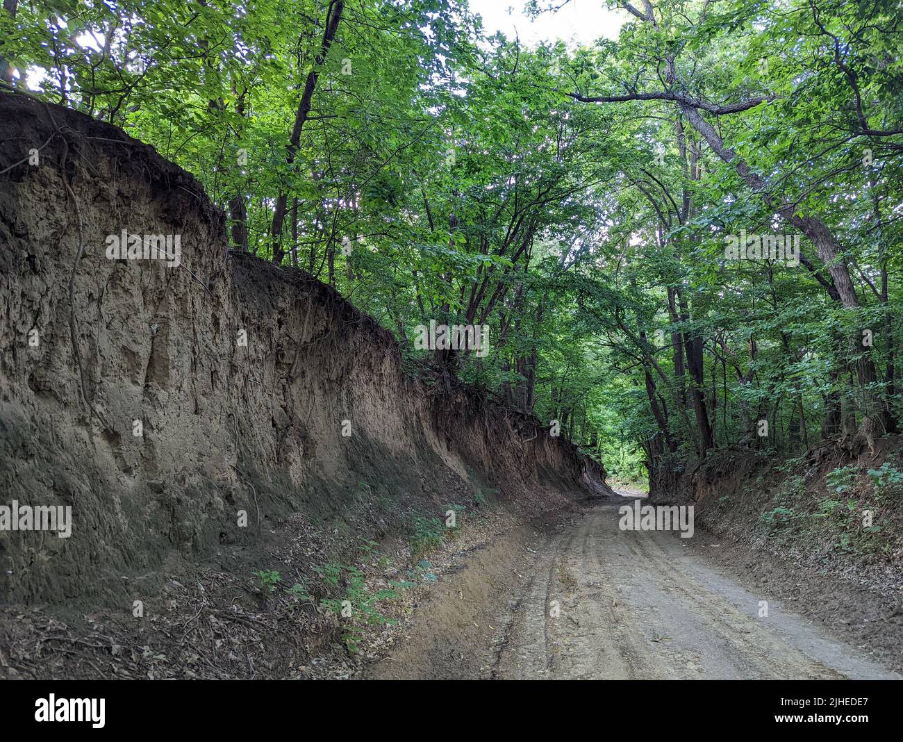A long road in the green forest Stock Photo - Alamy