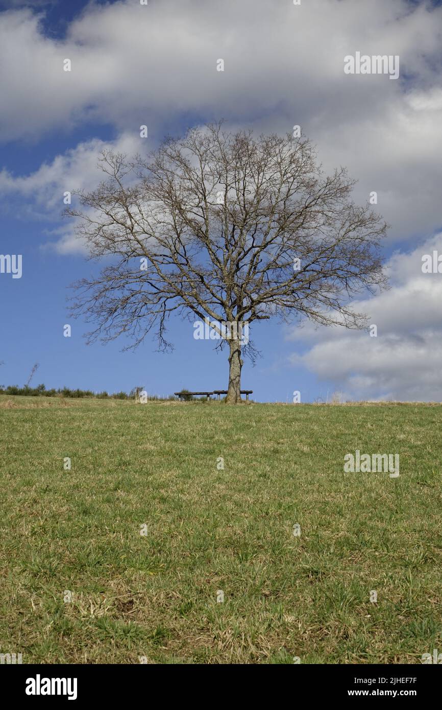 The vertical view of a dry lone tree on the green field Stock Photo - Alamy