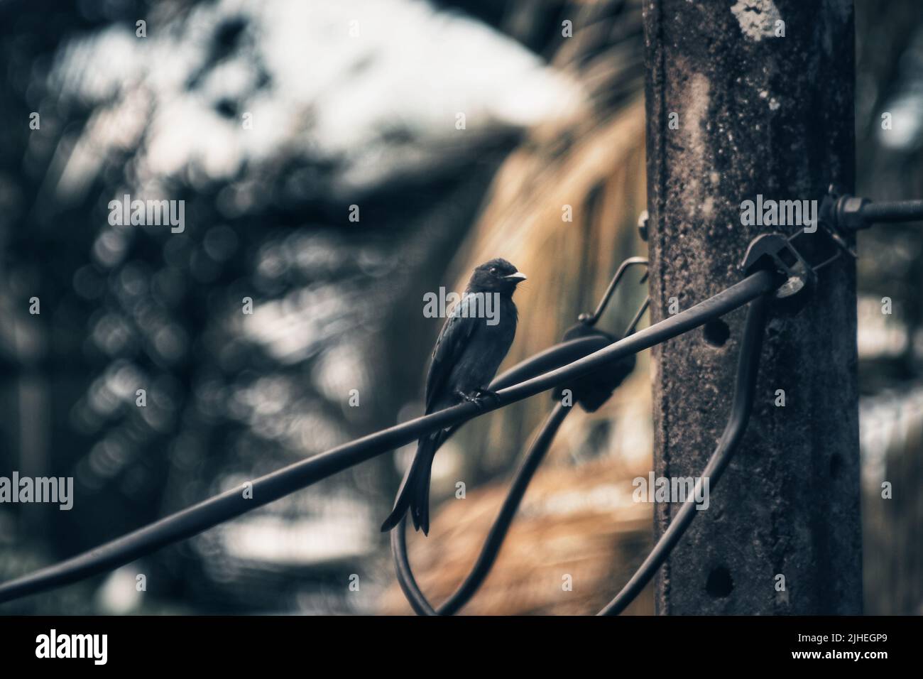 Robin outline hi-res stock photography and images - Alamy