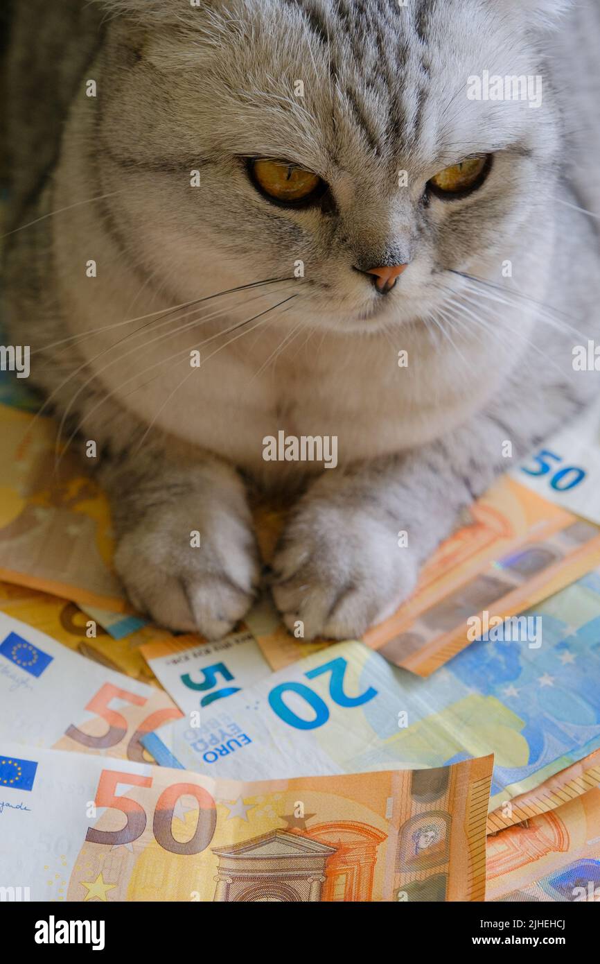 close-up of a cat with euro banknotes. The cost of keeping and ...