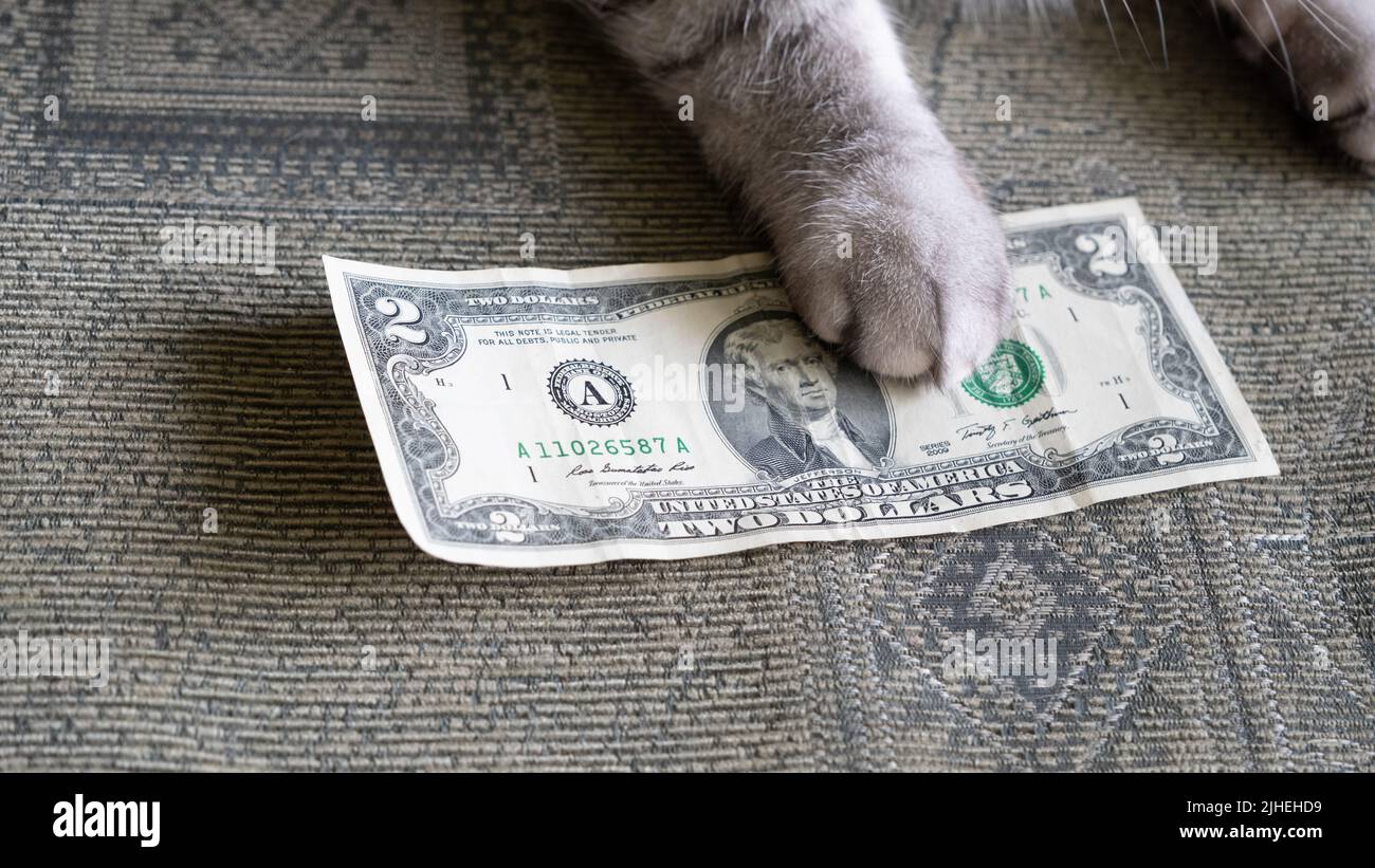 Cat's paws on the two dollar bill. Financial concept of business ...