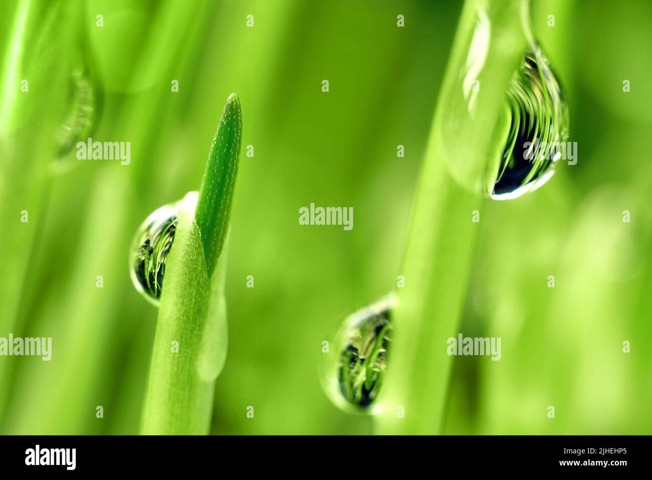 Green wheat dew drops hi-res stock photography and images - Alamy