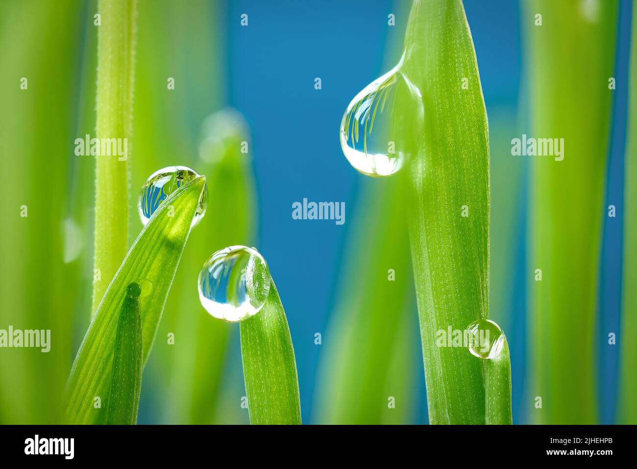 water drops of dew on young sprouts of wheat super macro Stock Photo ...