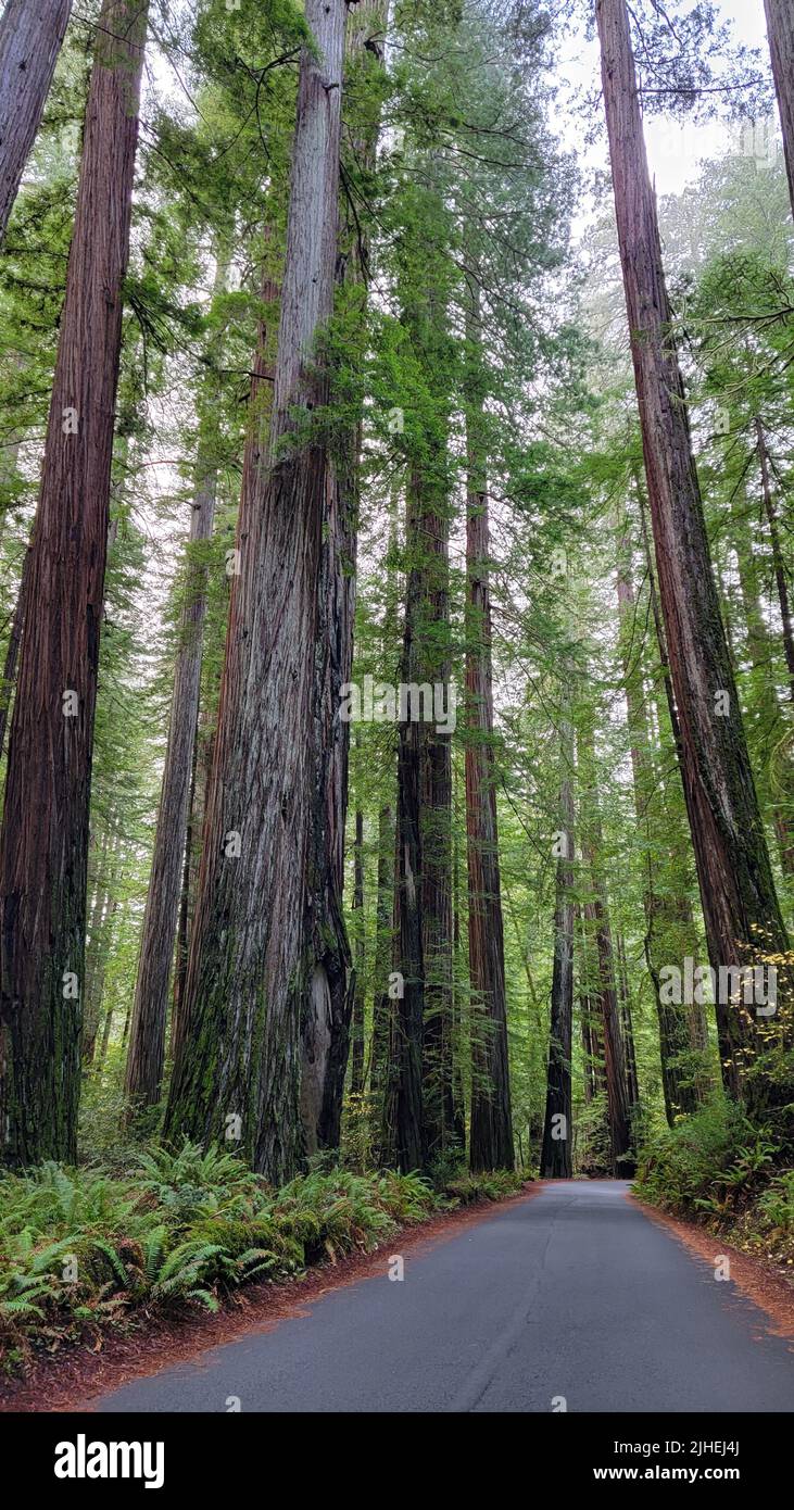 A vertical low angle shot of tall coastal redwood trees (Sequoia ...
