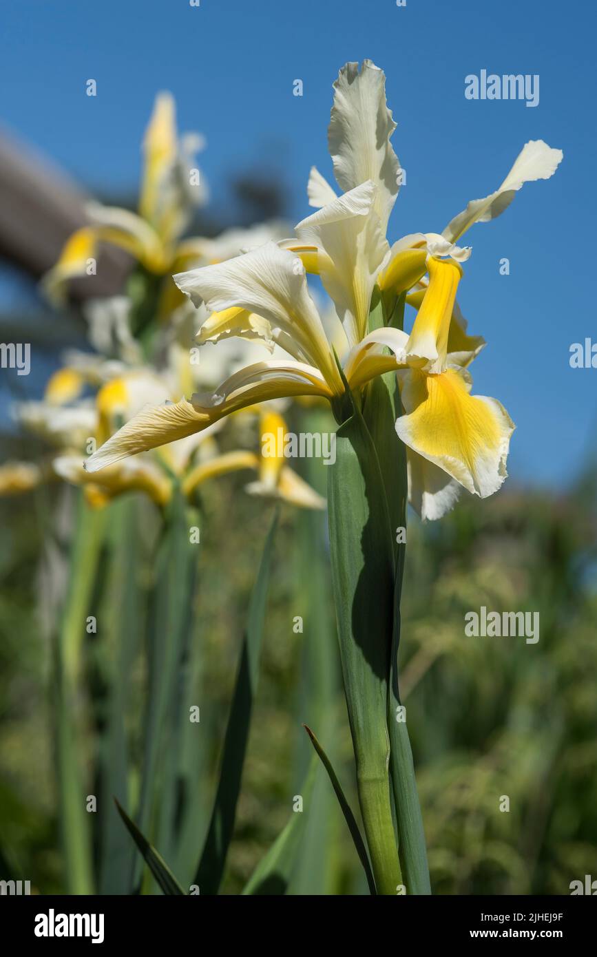 Close up of Yellow and White Irises. Great for tall border planting set ...