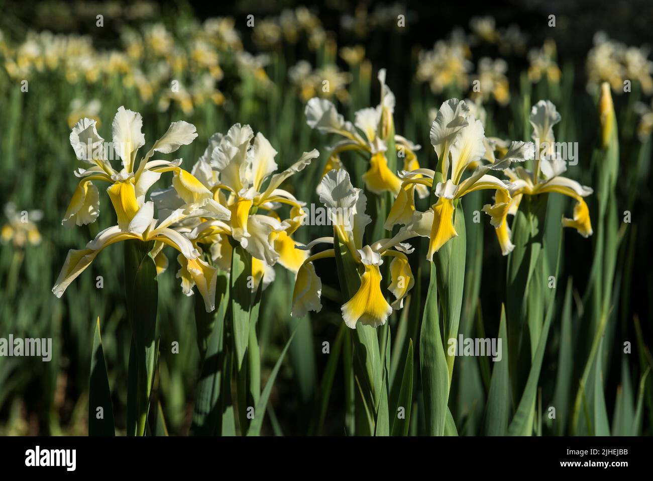 Showy tall herbaceous plant hi-res stock photography and images - Alamy