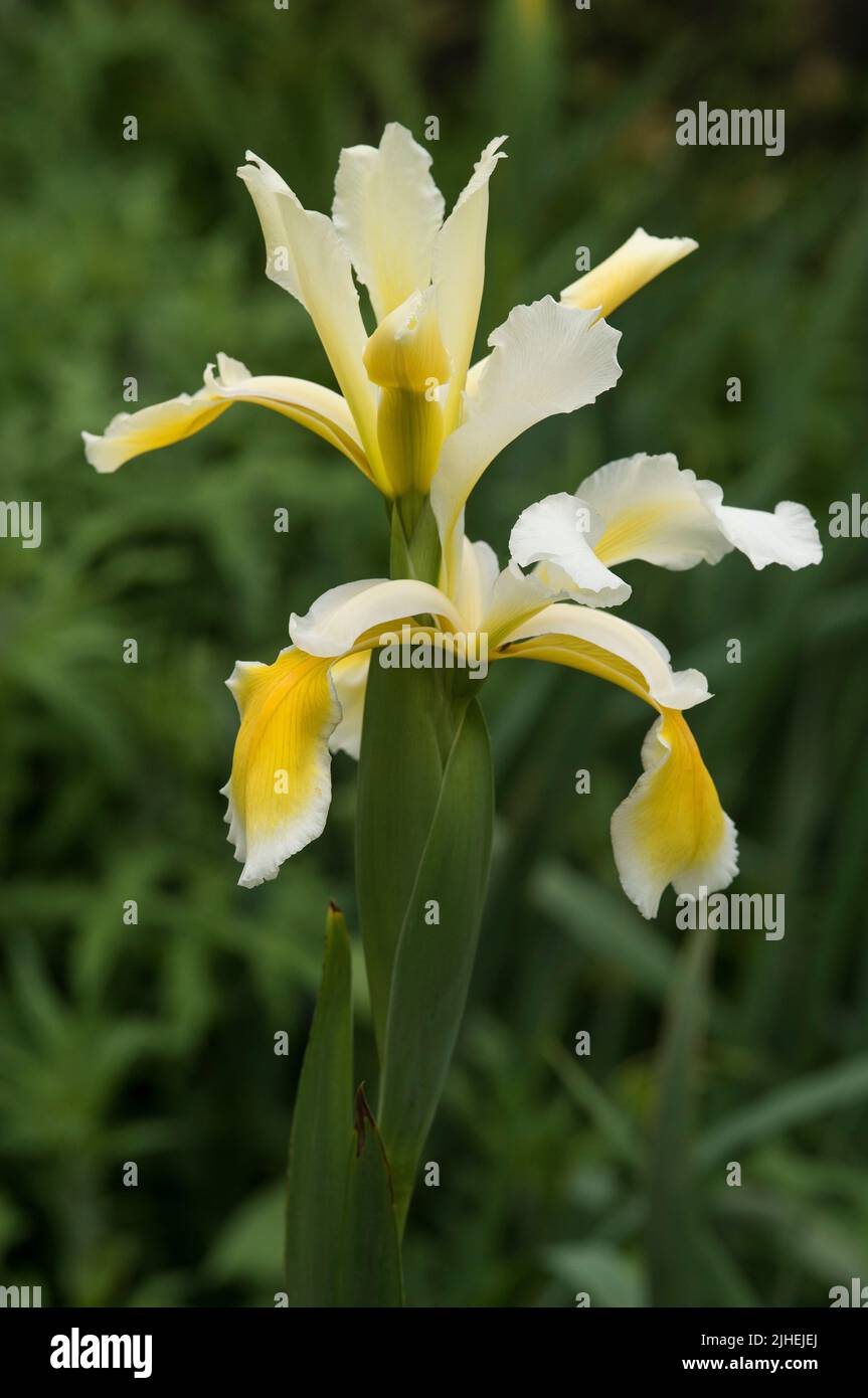 Showy tall herbaceous plant hi-res stock photography and images - Alamy