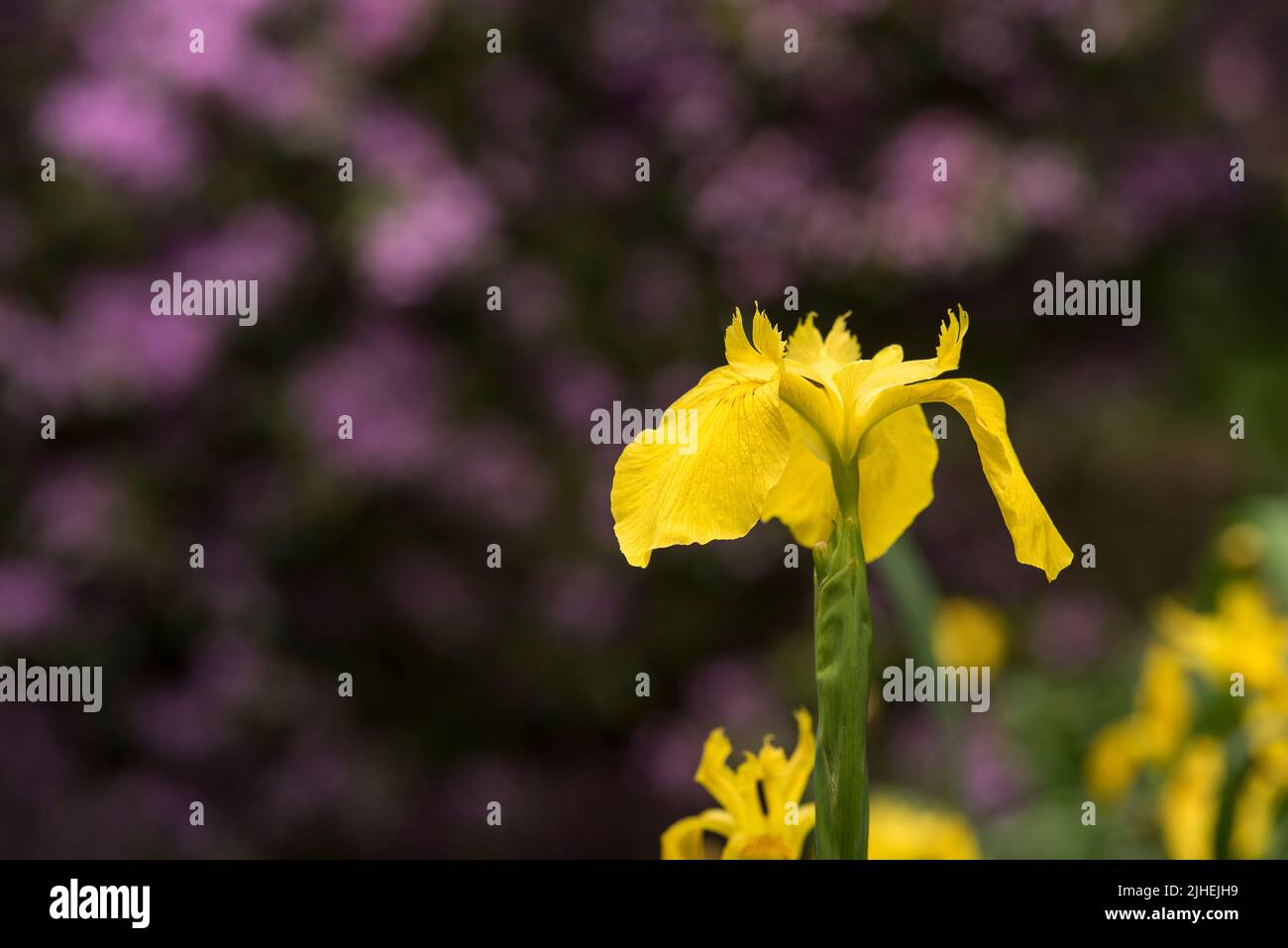 Stabilisation pond hi-res stock photography and images - Alamy
