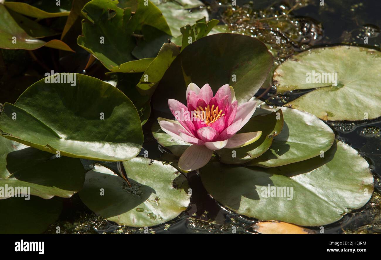 Red Waterlily - Nymphaea Attraction. Lotus flower. Flowers June ...