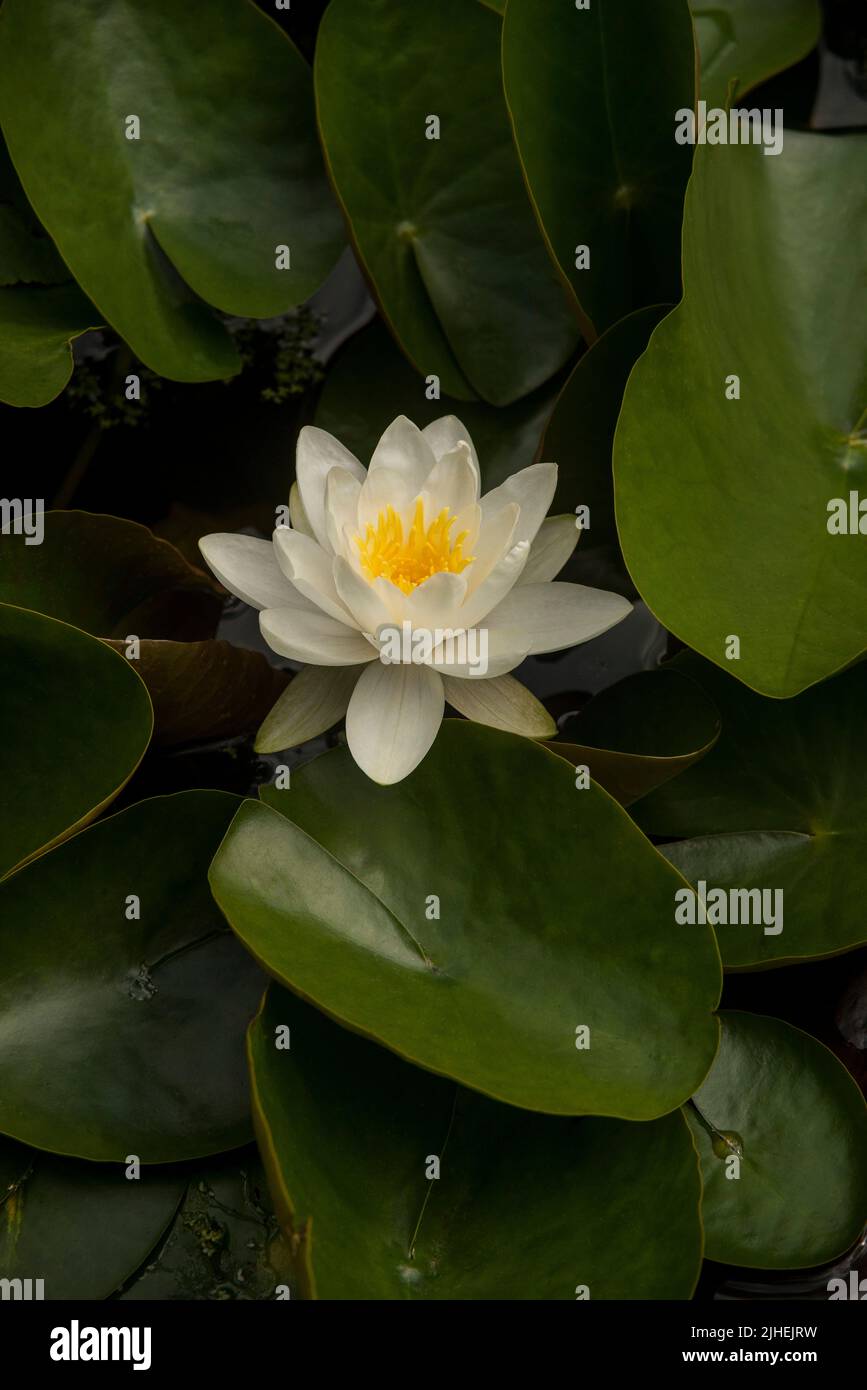Nymphaea alba, the white waterlily, European white water lily or white ...