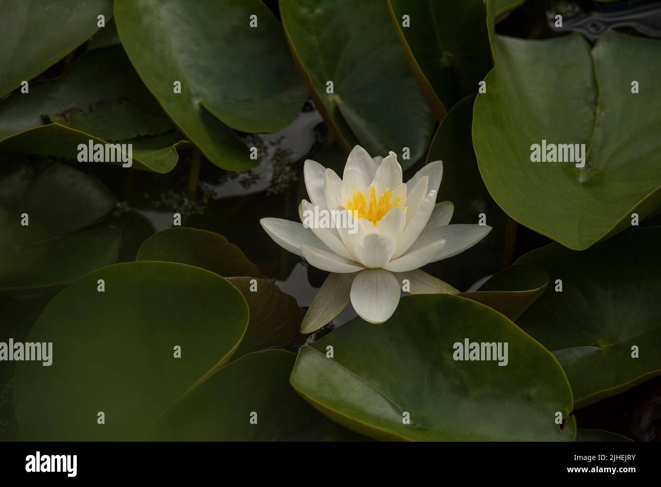 Nymphaea alba, the white waterlily, European white water lily or white ...