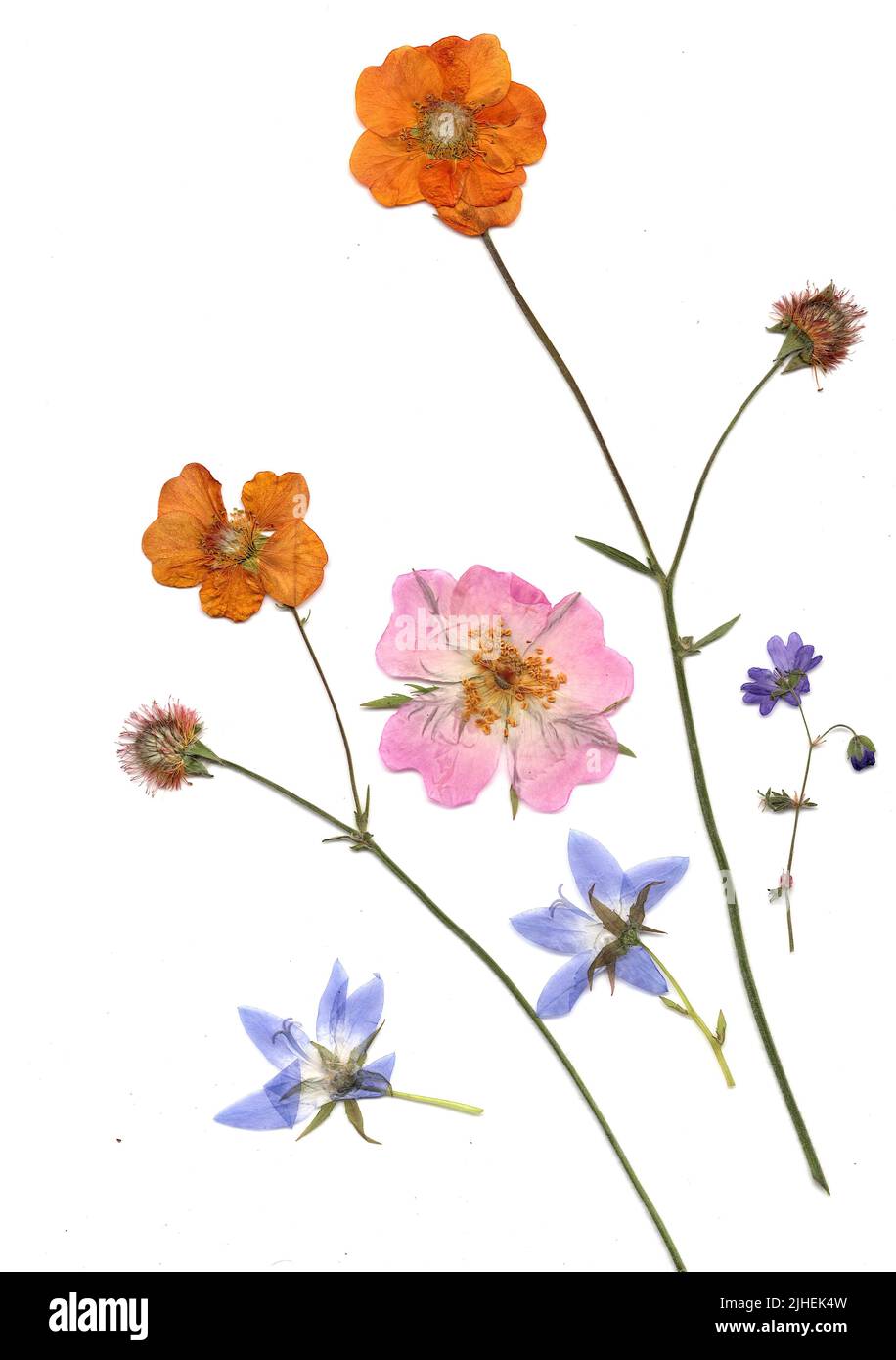 Jasmine flowers border hi-res stock photography and images - Alamy