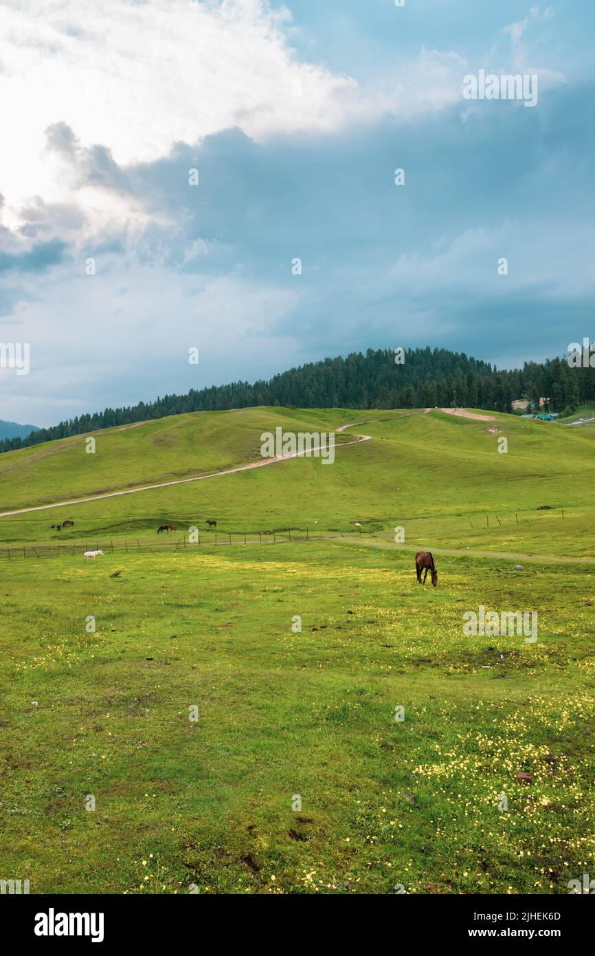 Greenery surrounded by mountains in Gulmarg, Jammu and Kashmir, India ...