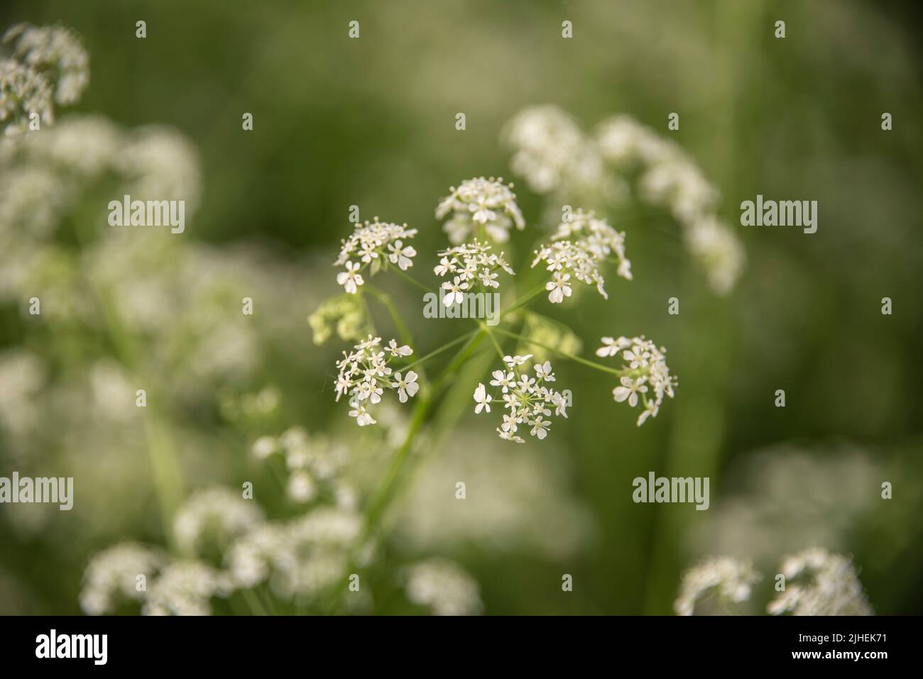 Persian cumin hi-res stock photography and images - Alamy