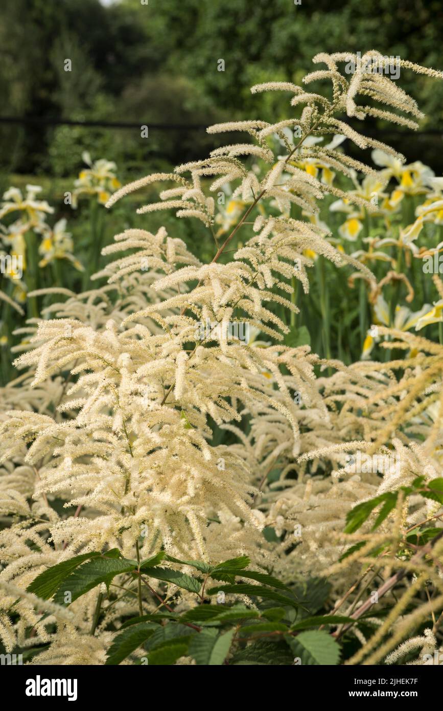 Sunlight picks out the off-white Astilbe 'Deutschland', a Japonica ...