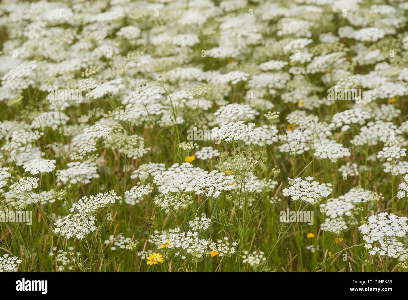 Close up of Khella - Ammi visnaga is a flowering plant in the carrot ...