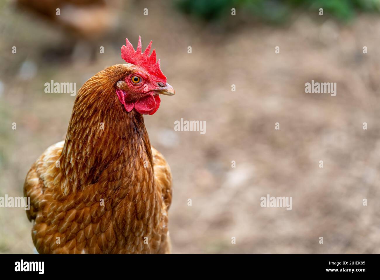 Broiler chicken alive hi-res stock photography and images - Alamy