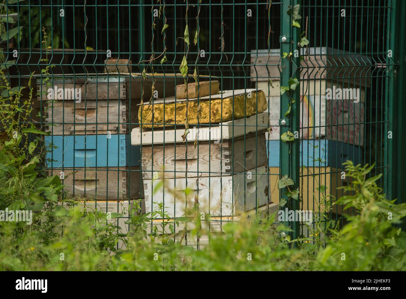 Several urban beehives set up in a local park, pollinating the park's ...