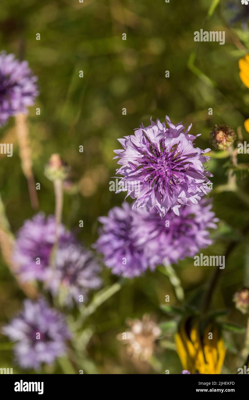 A patch of purple Cornflowers. Centaurea cyanus Stock Photo - Alamy