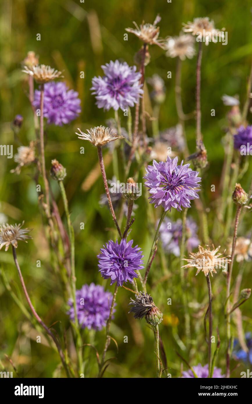 Purple cornflowers hi-res stock photography and images - Alamy