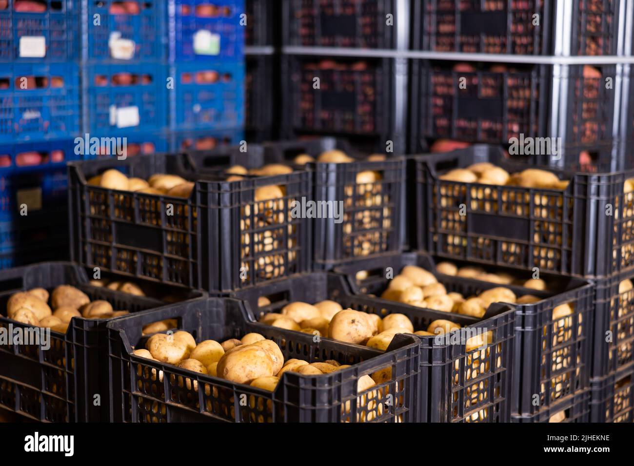 Stacks of vegetable boxes with freshly potatoes in storage warehouse at ...