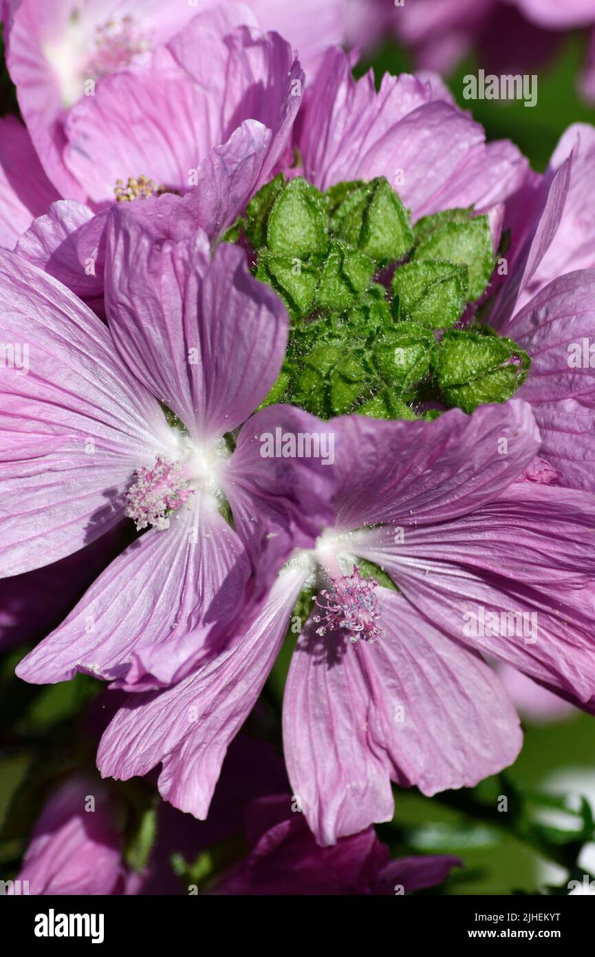 Tree Mallow (Lavatera) in close up Hook Norton Oxfordshire England uk ...