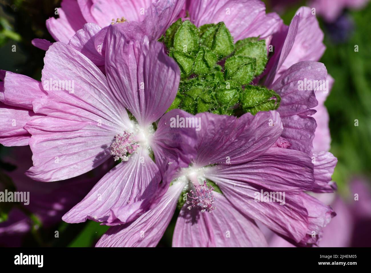 Tree Mallow (Lavatera) in close up Hook Norton Oxfordshire England uk ...