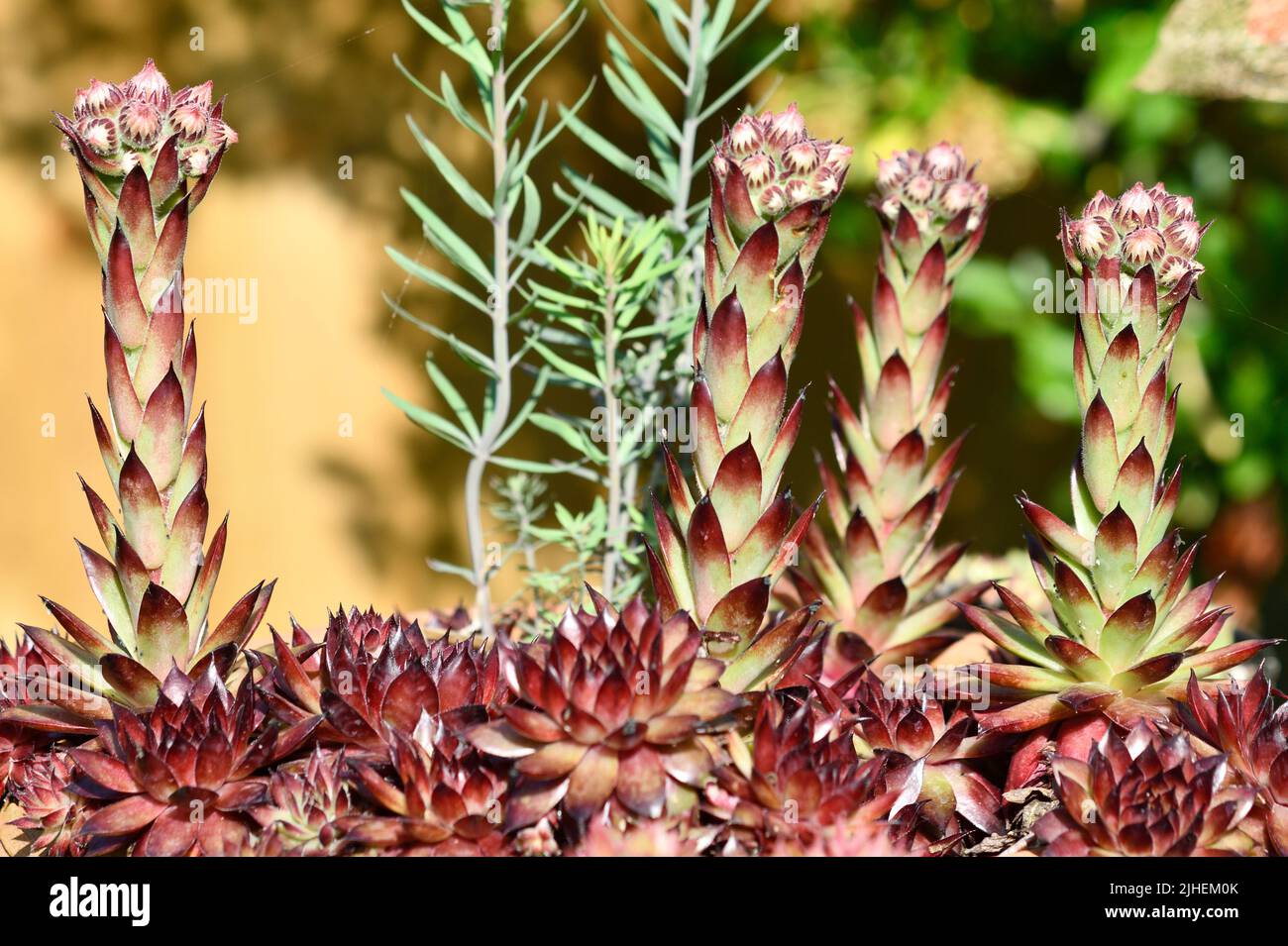 Mountain Houseleek Flower (sempervivum montanum) Hook Norton ...