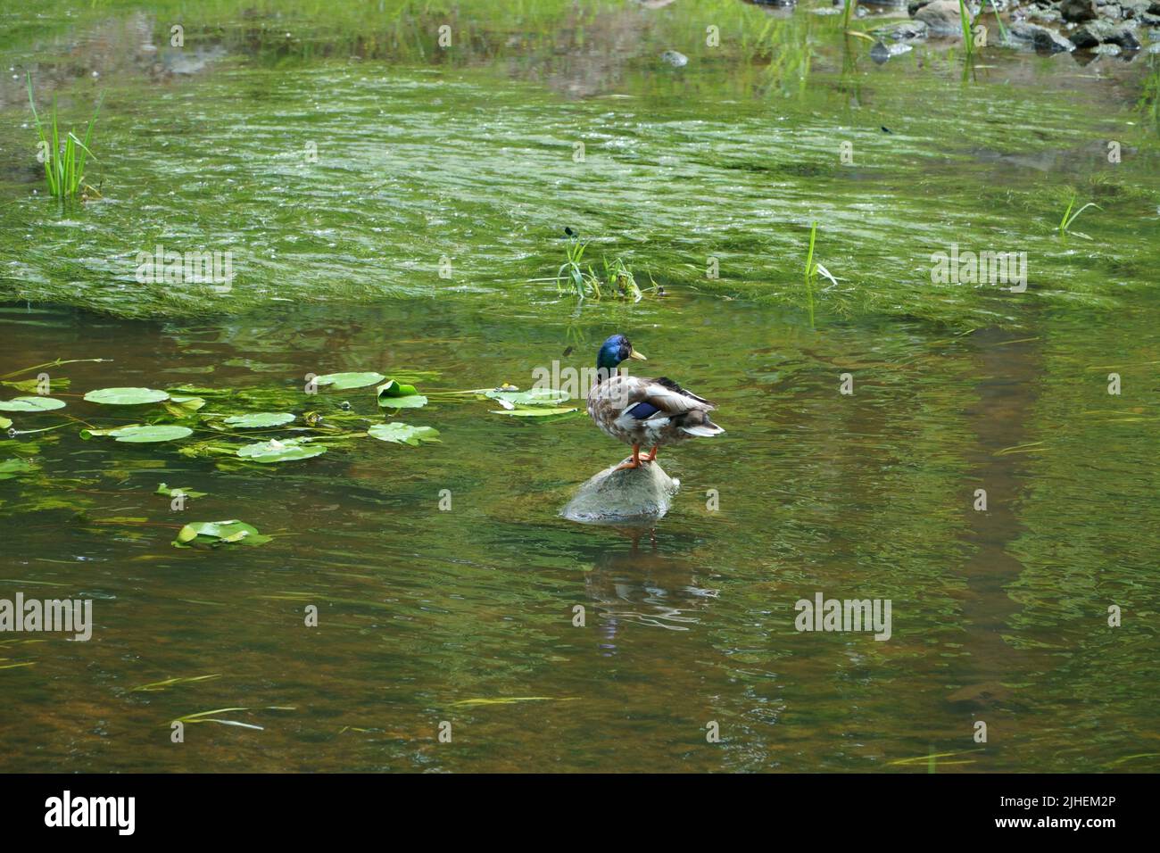 Male bird standing in water hi-res stock photography and images - Alamy