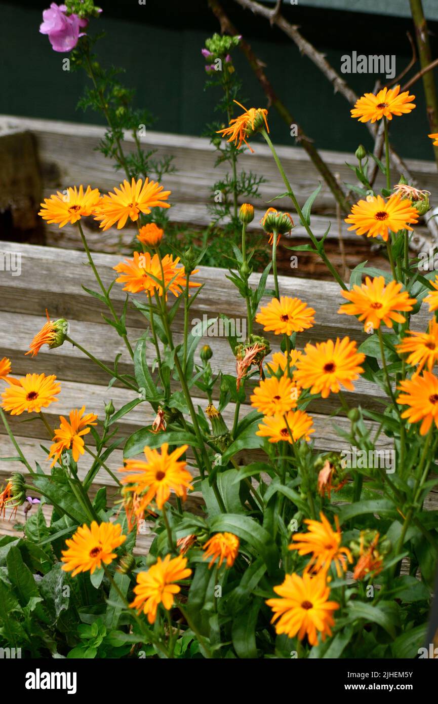 Orange Daisies by Flower Box Hook Norton Oxfordshire England uk Stock ...