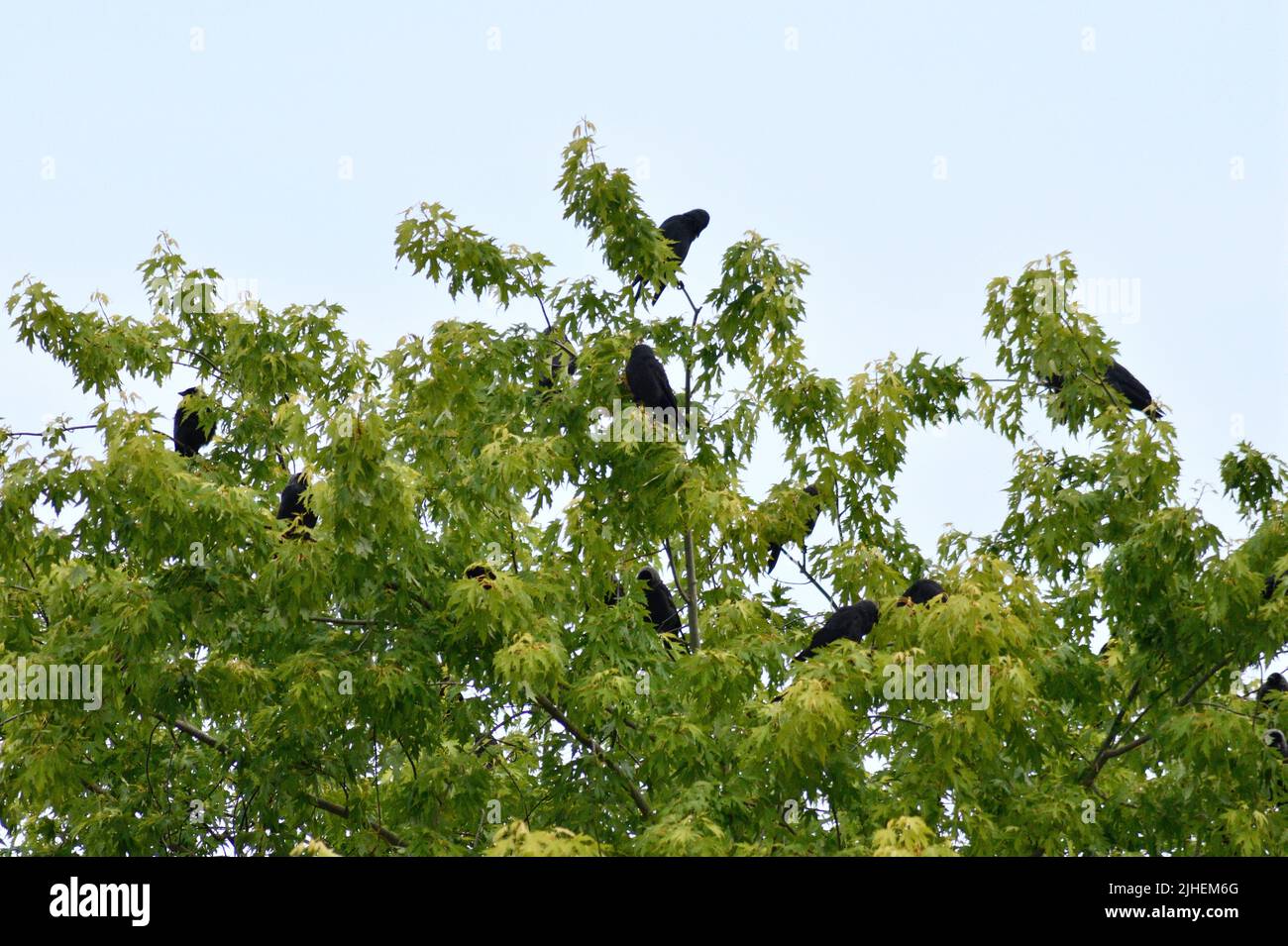 Muster of crows hi-res stock photography and images - Alamy