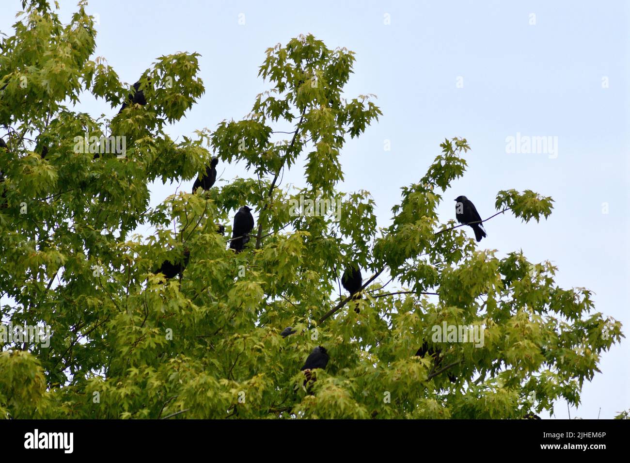 Crows (Corvus) in Tree Hook Norton Oxfordshire England uk Stock Photo ...
