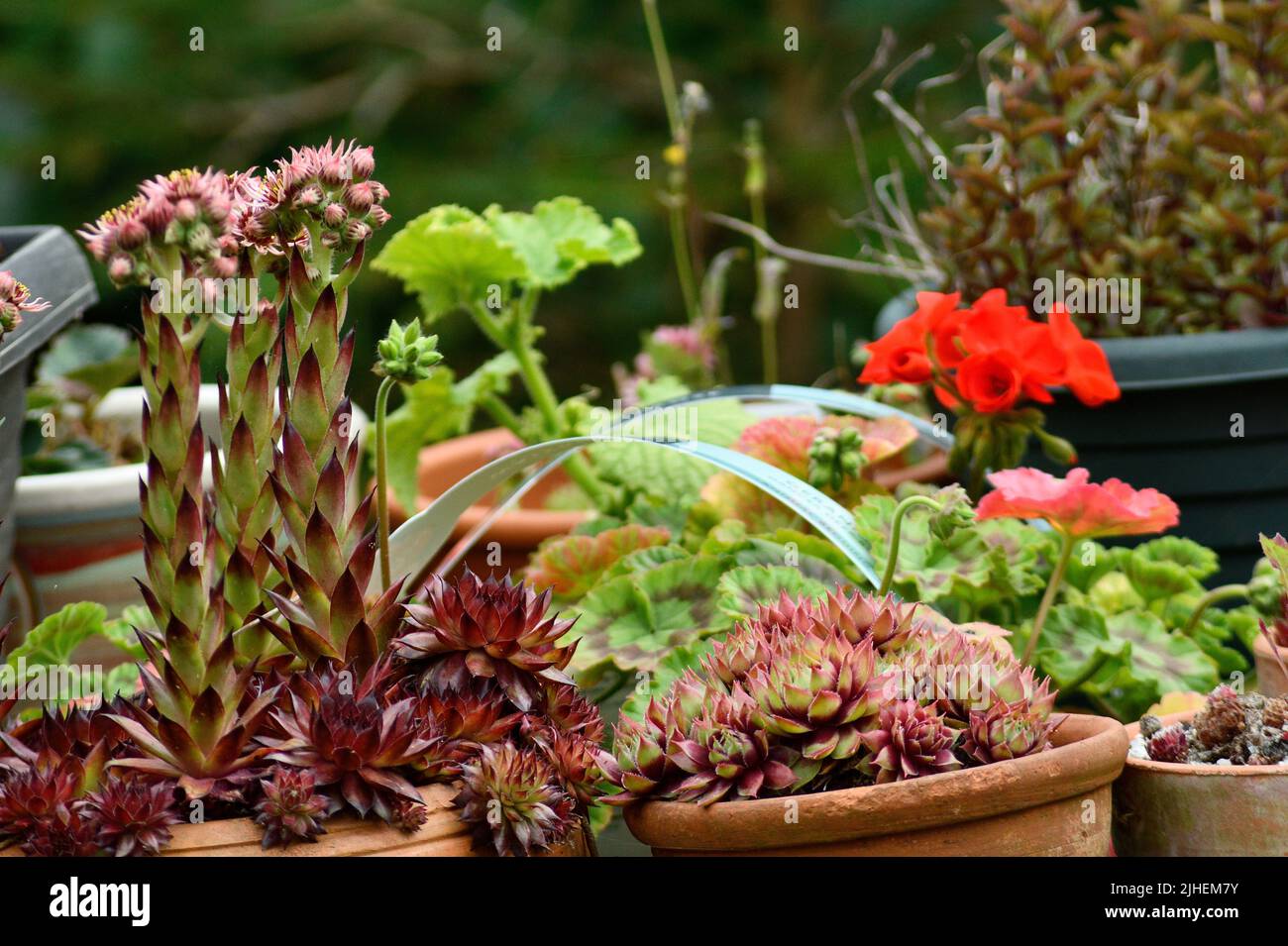 Mountain Houseleek Flower (sempervivum montanum) Hook Norton ...